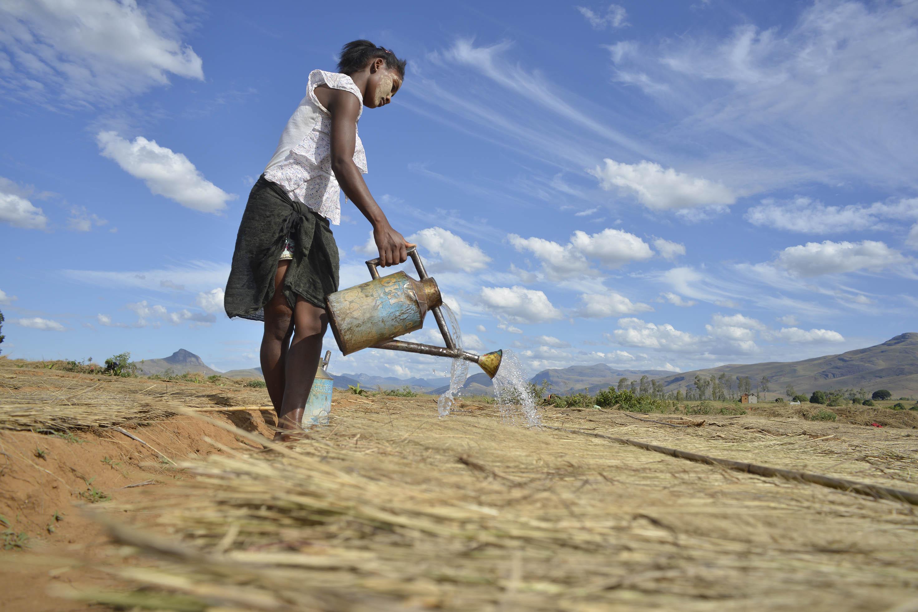 Mirova teams up with Aqre Group to develop agroforestry systems in ...